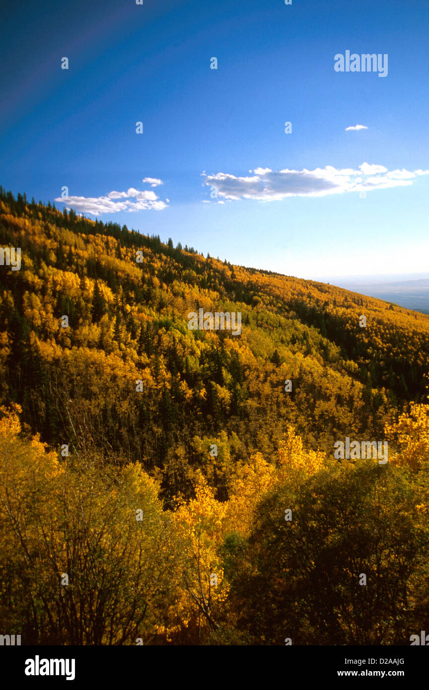 New Mexico. Santa Fe. Aspen Vista Stock Photo - Alamy