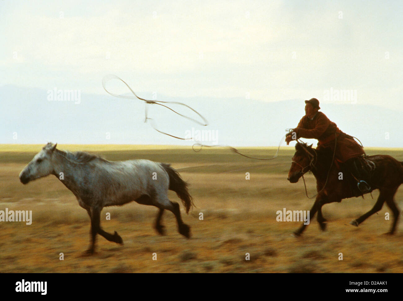 Lassoing horses hi-res stock photography and images - Alamy