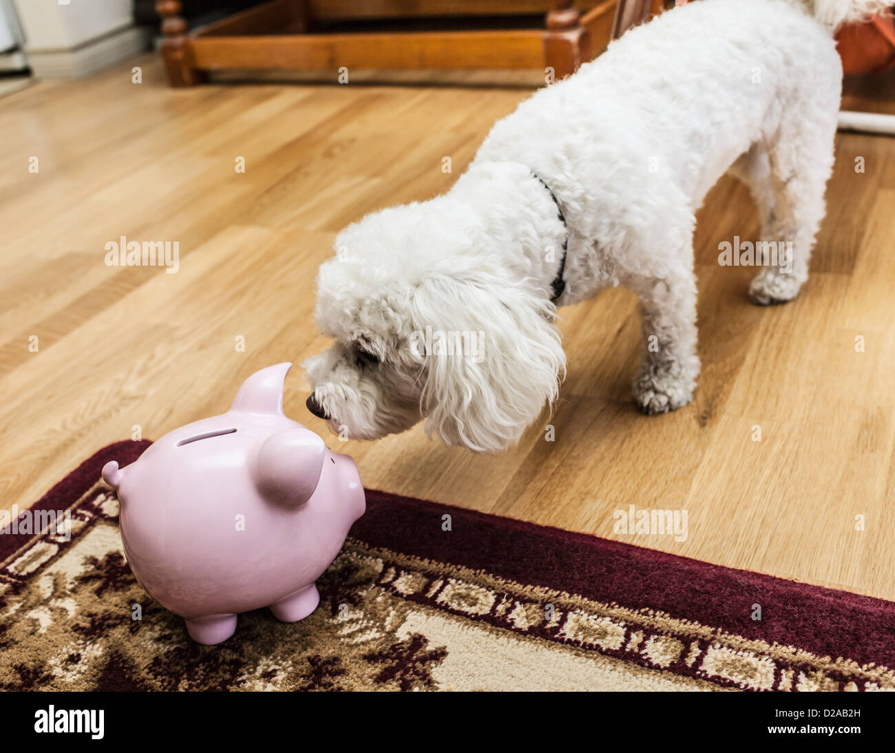 Dog examining piggy bank in living room Stock Photo - Alamy