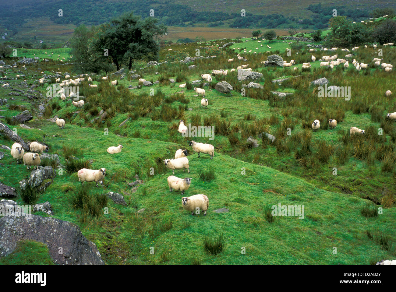 Ireland. County Cork. Sheep Stock Photo - Alamy