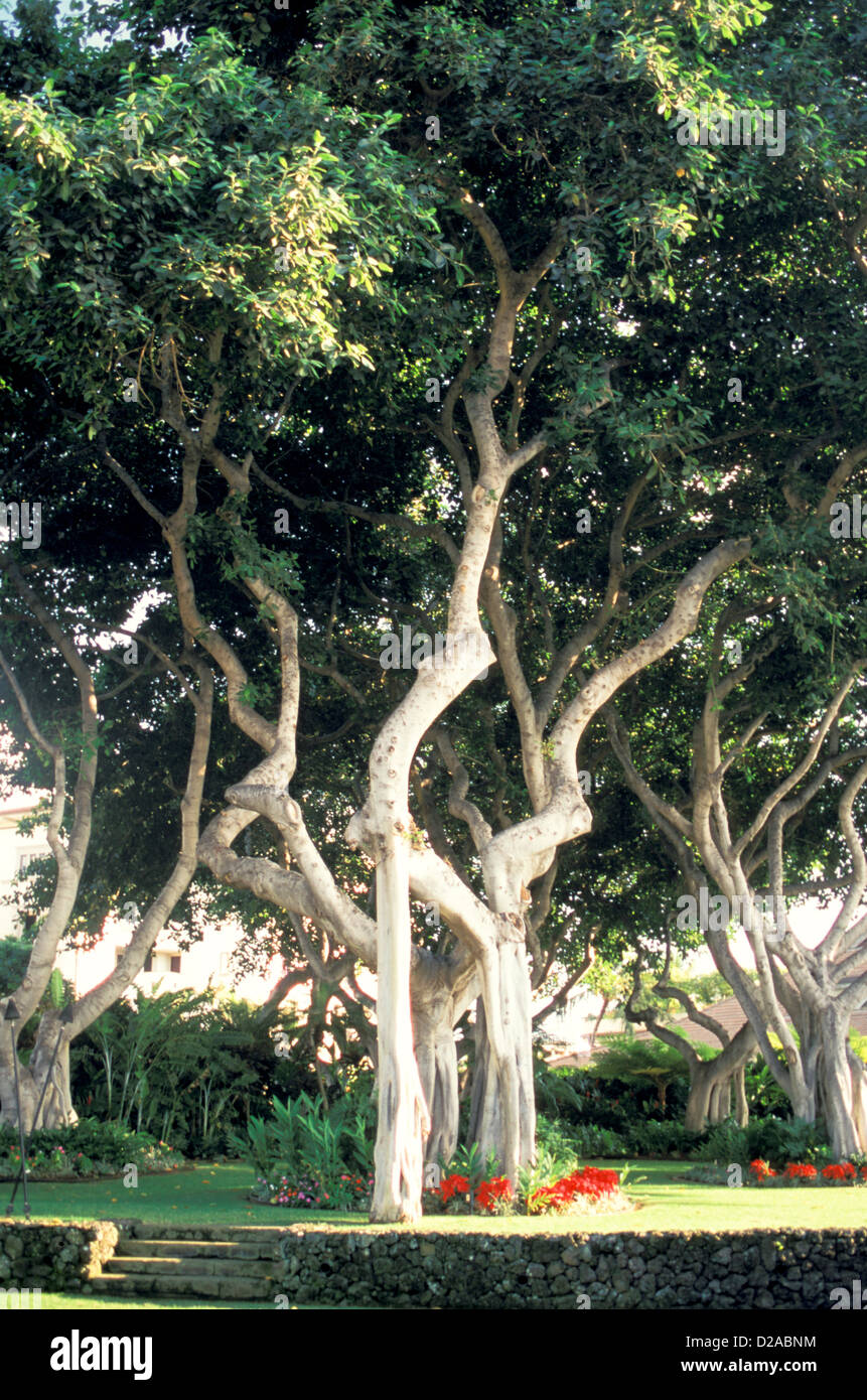 Hawaii. Maui. Banyan Tree Stock Photo - Alamy