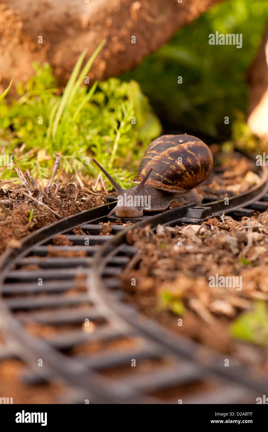 Snail tracks hi-res stock photography and images - Alamy