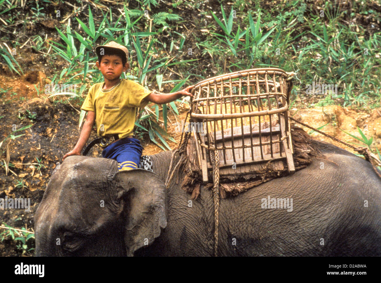 Boy riding elephant hi-res stock photography and images - Alamy