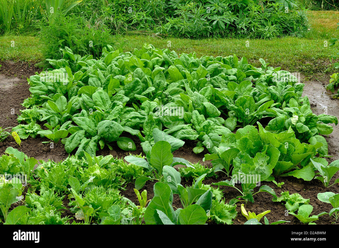 Vegetable plot of spinachs (Spinacia oleracea), variety : 'Matador ...