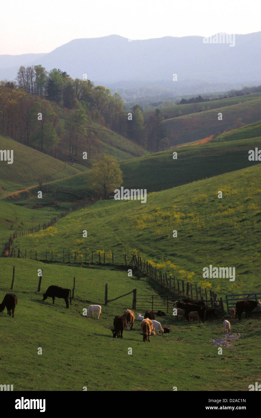 Virginia, Rockbridge County. Cattle Grazing On Hillside Stock Photo - Alamy