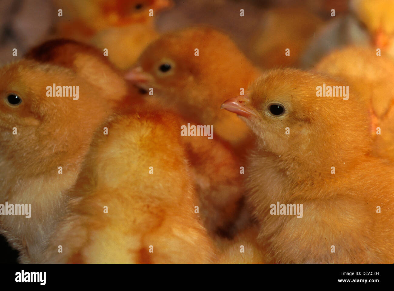 Group Of Chicks Stock Photo - Alamy