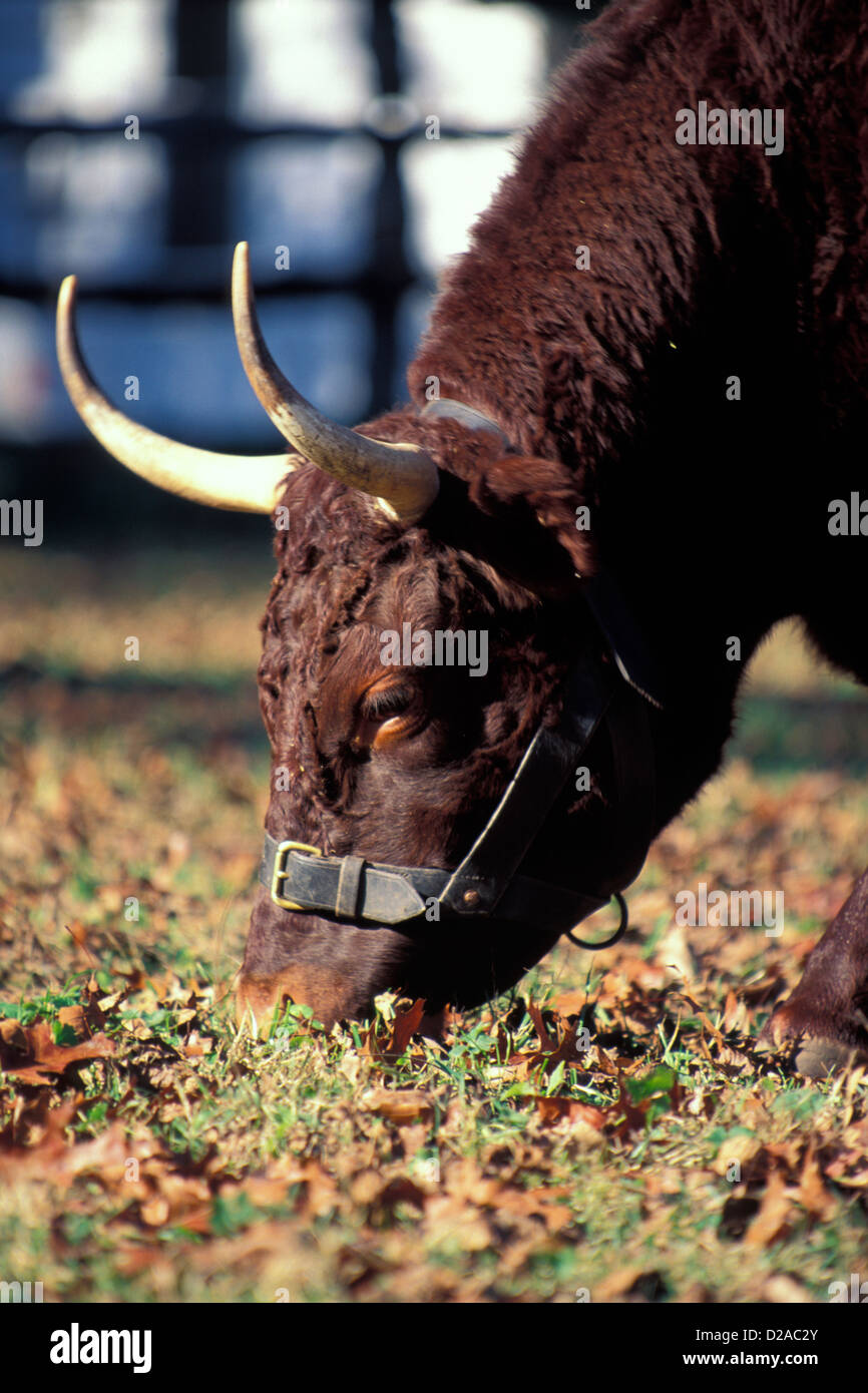 Black and white bull hi-res stock photography and images - Alamy