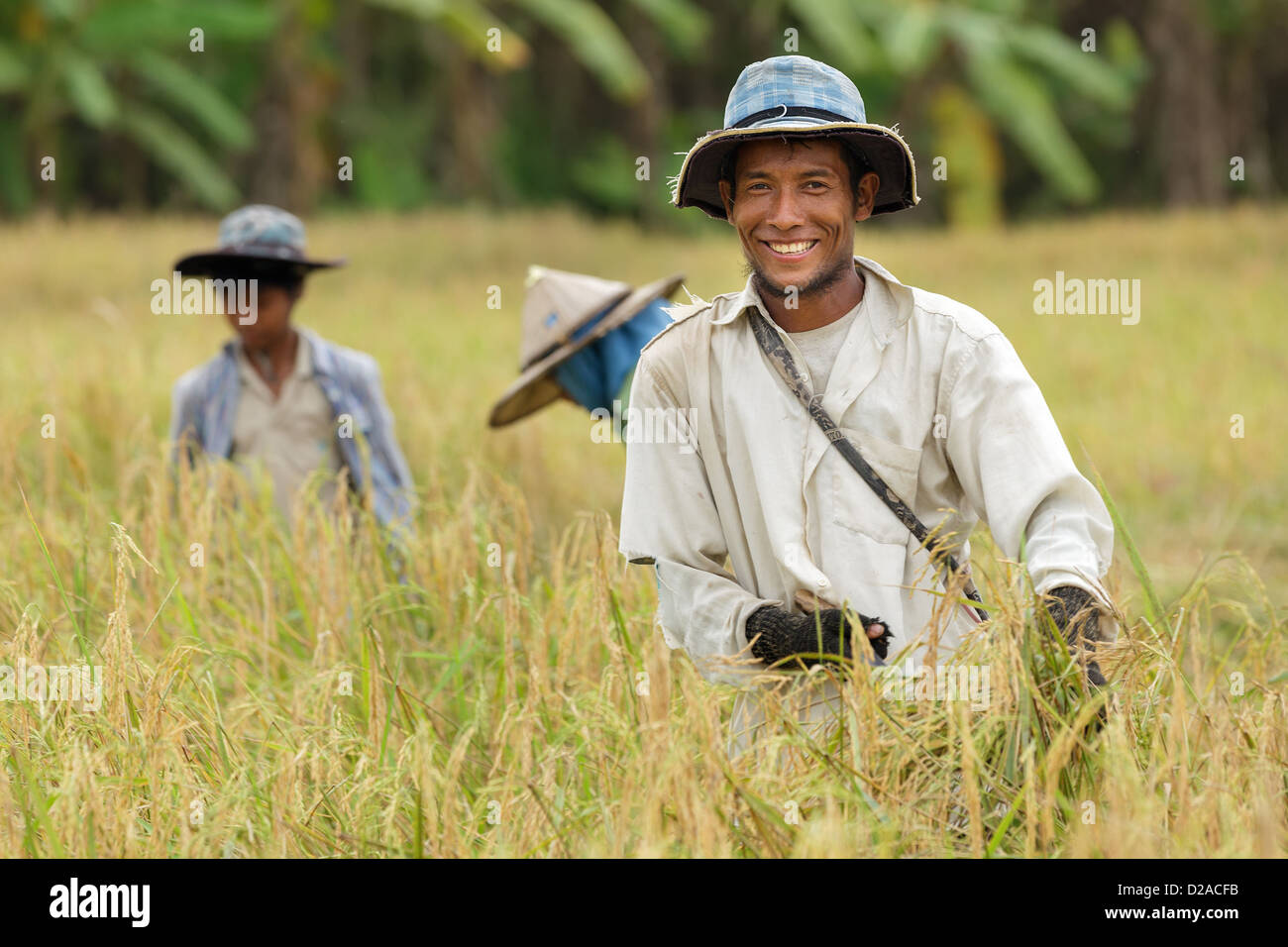 Happy thai farmer harvesting rice with family Stock Photo - Alamy