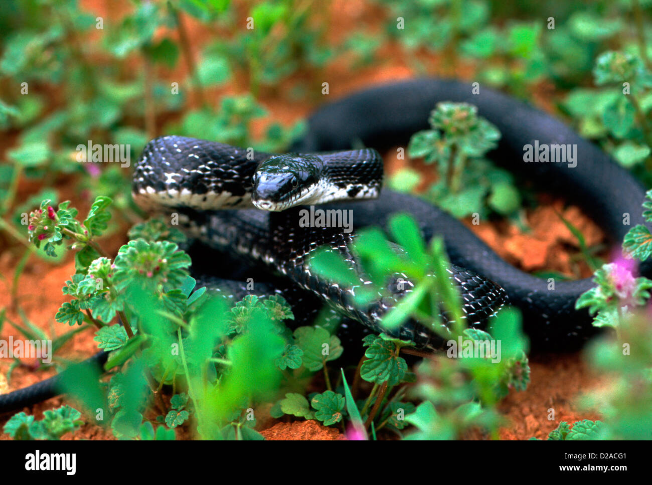 Snake in hi-res stock photography and images - Alamy