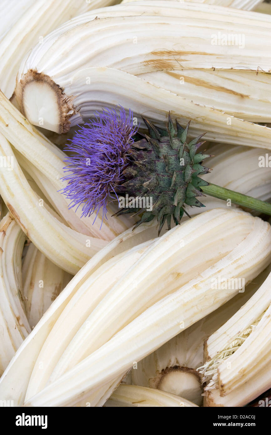 Cardo Gobbo di Nizza Monferrato. Piemonte, Italy Stock Photo - Alamy