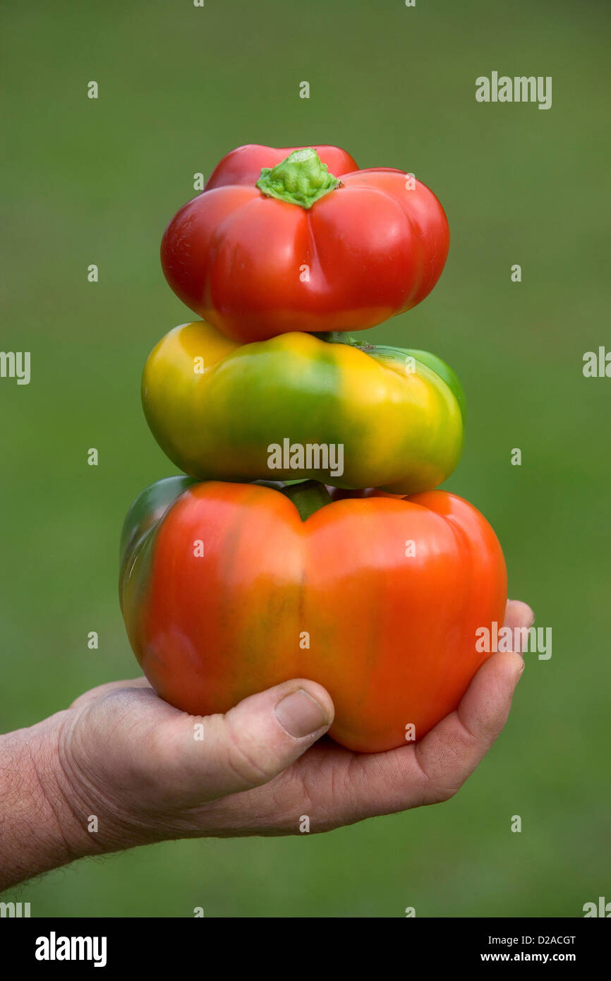 Italian red hi-res stock photography and images - Alamy