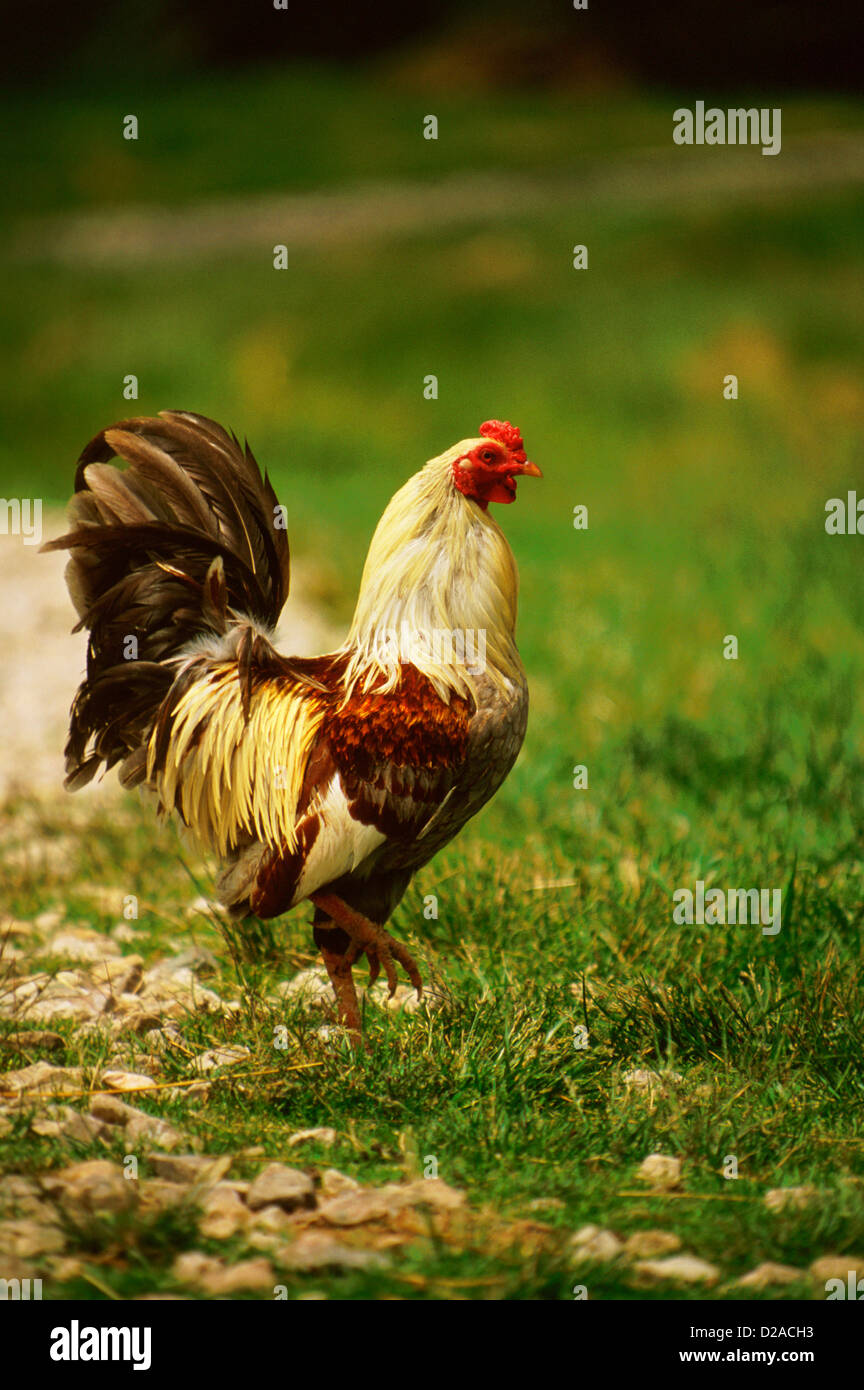 Brown and tan hi-res stock photography and images - Alamy