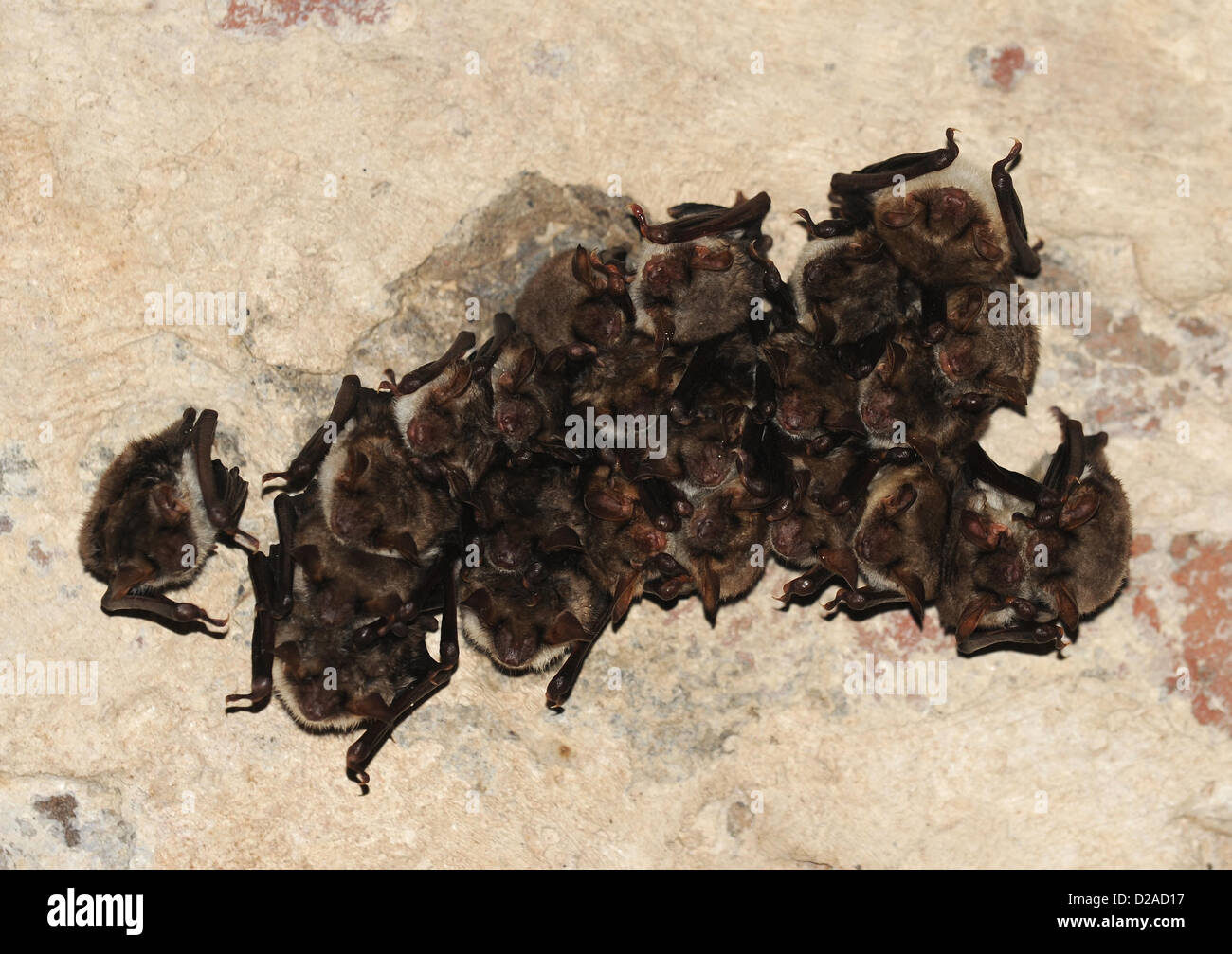 Mouse eared bats hi-res stock photography and images - Alamy