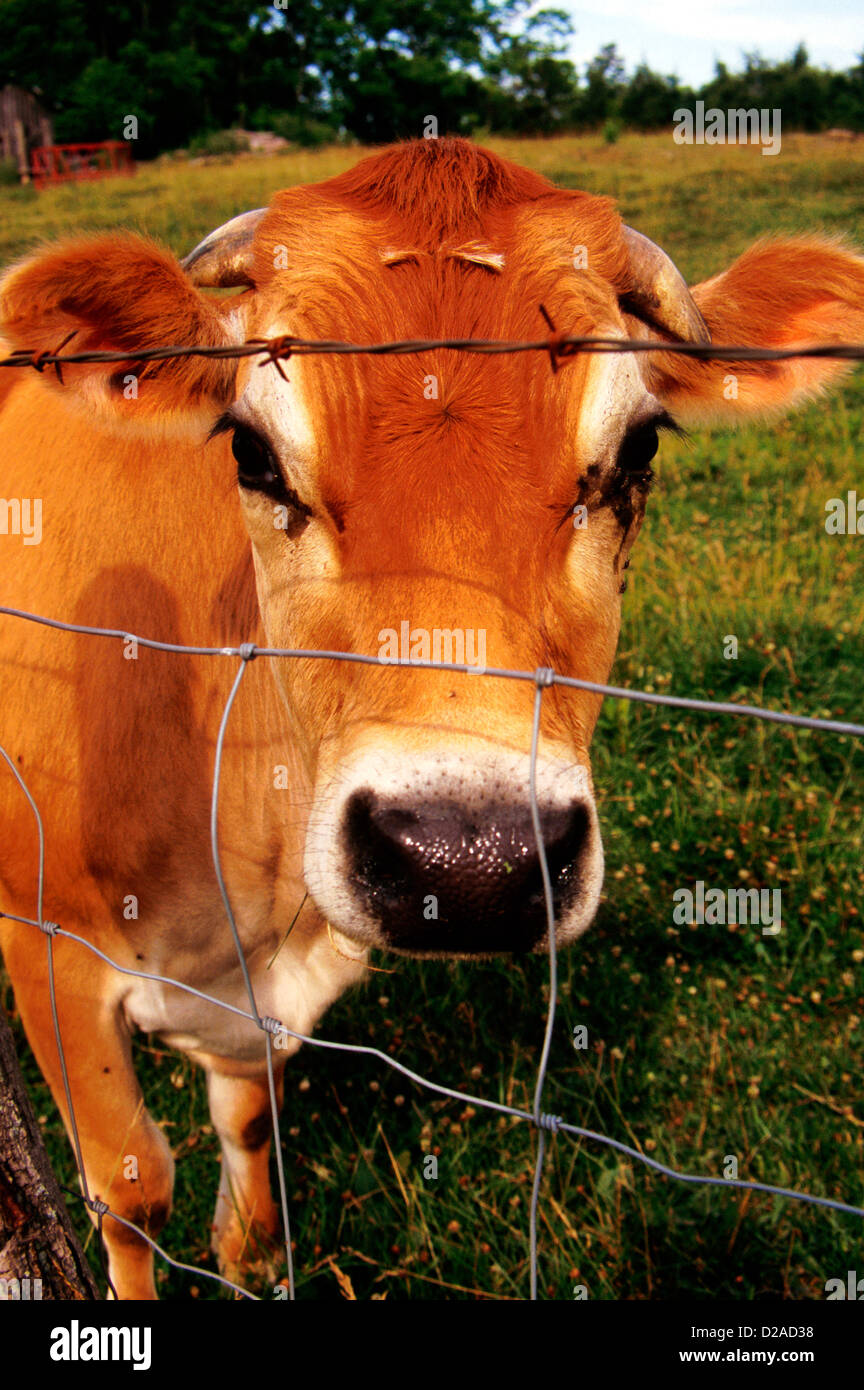 Virginia, Rockbridge County. Close-Up Of Cow Stock Photo - Alamy