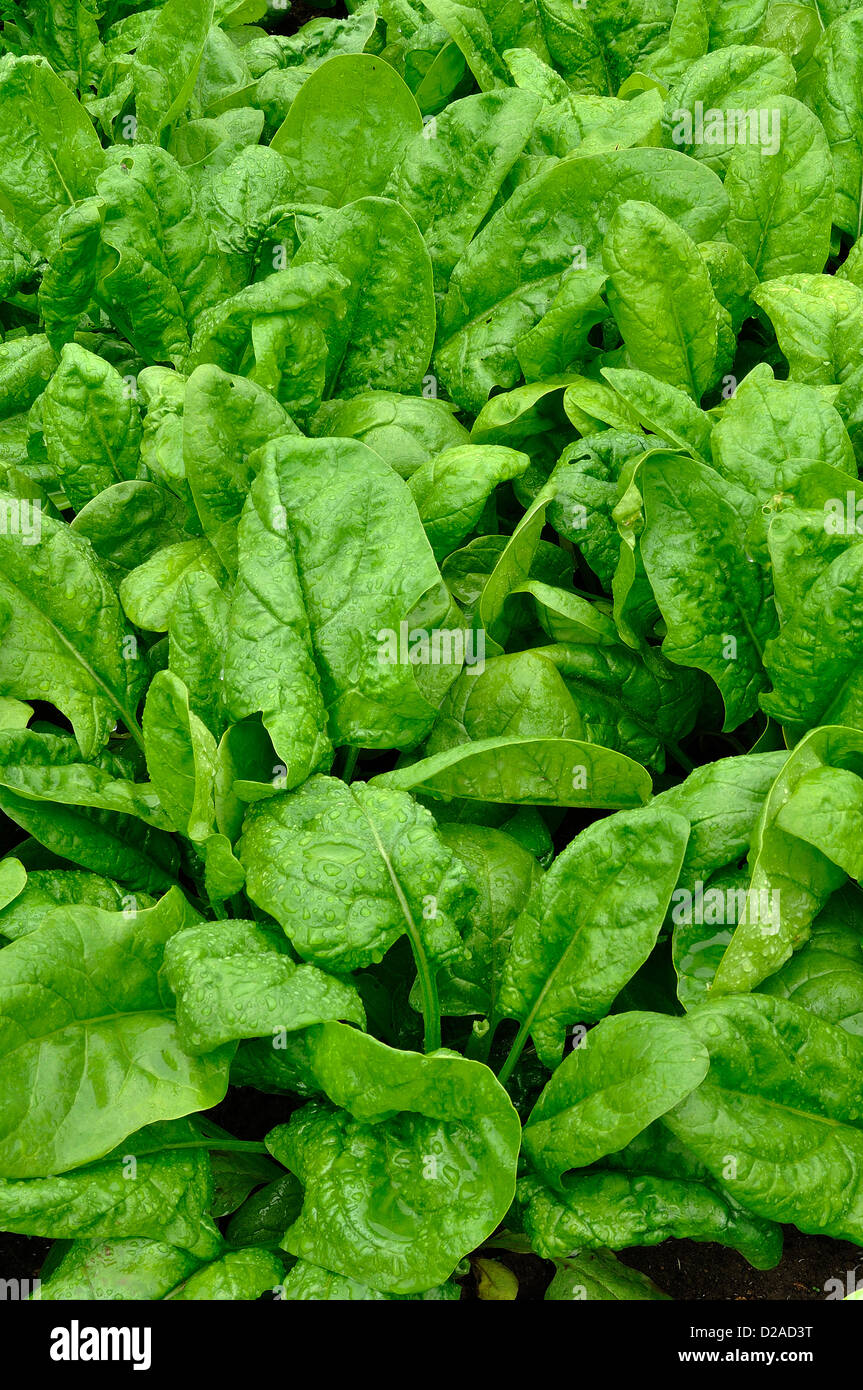 Spinacia oleracea spinach hi-res stock photography and images - Alamy