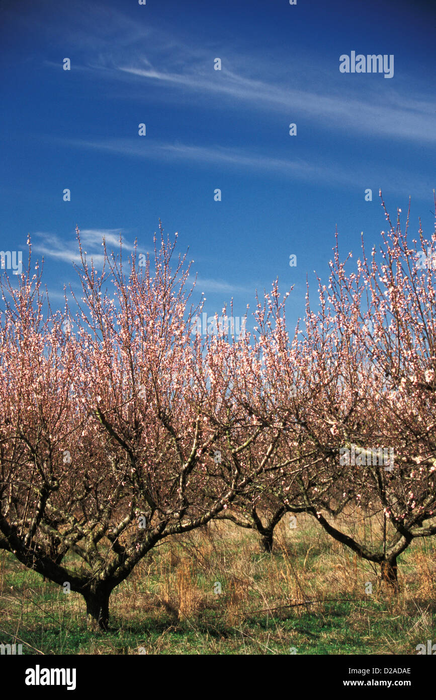 South carolina plants hi-res stock photography and images - Alamy