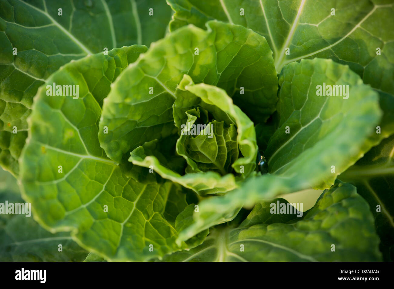 Flat lay view looking into the centre of a young cabbage growing on a ...