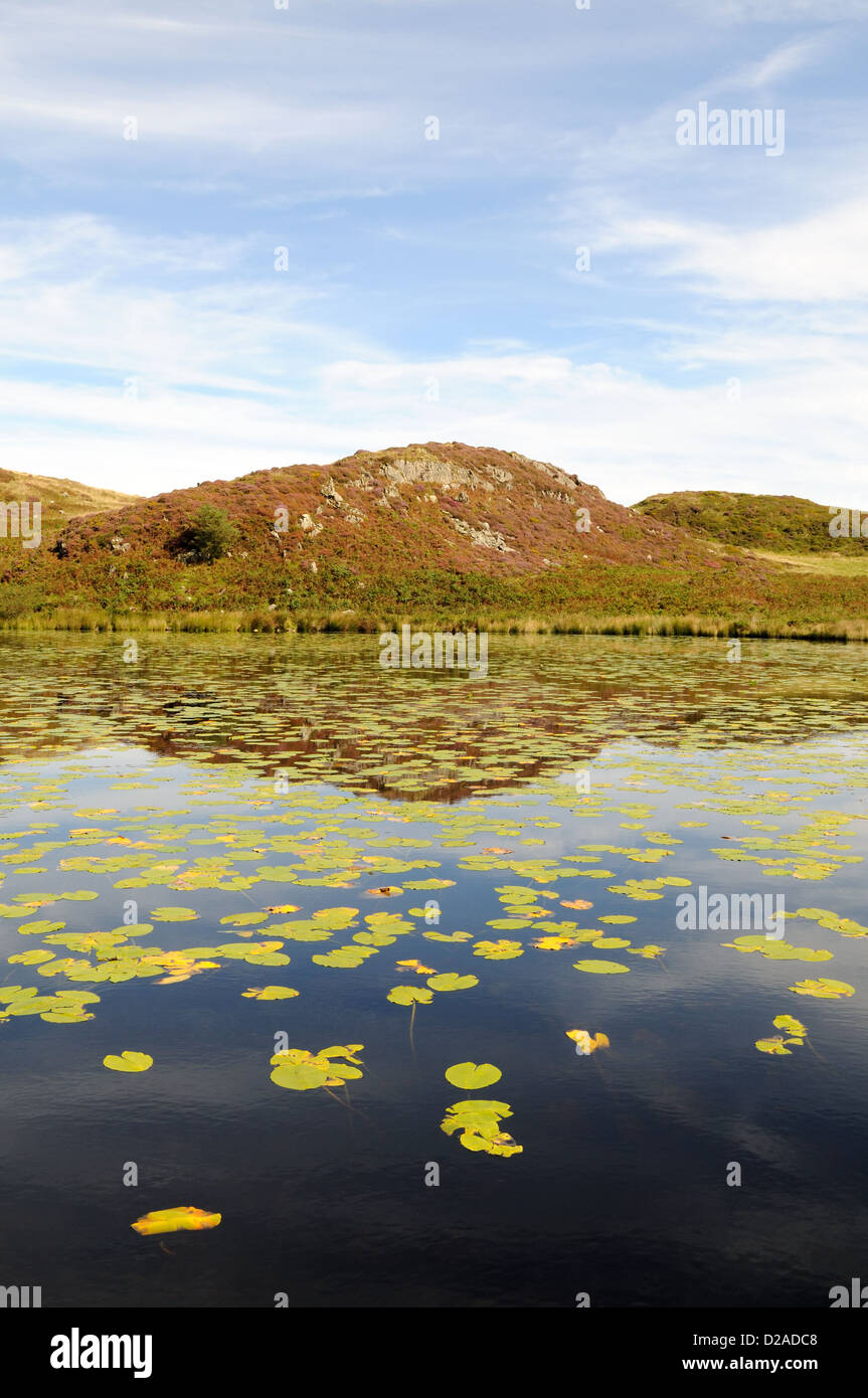 Llyn barfog hi-res stock photography and images - Alamy