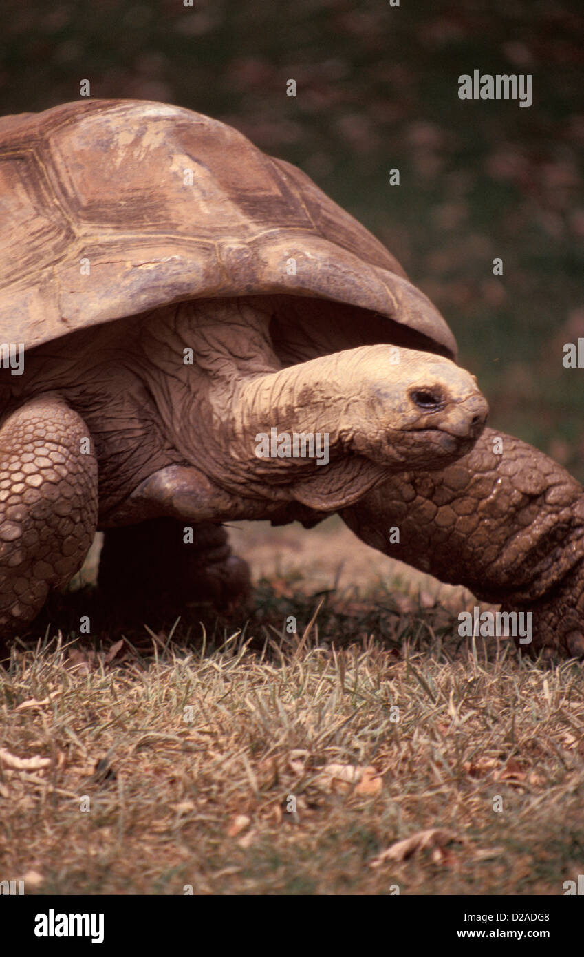 Washington zoo turtle hi-res stock photography and images - Alamy