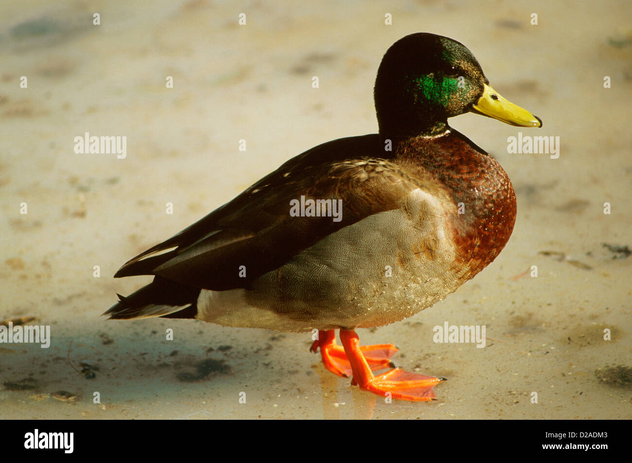 Male Mallard Duck Stock Photo - Alamy