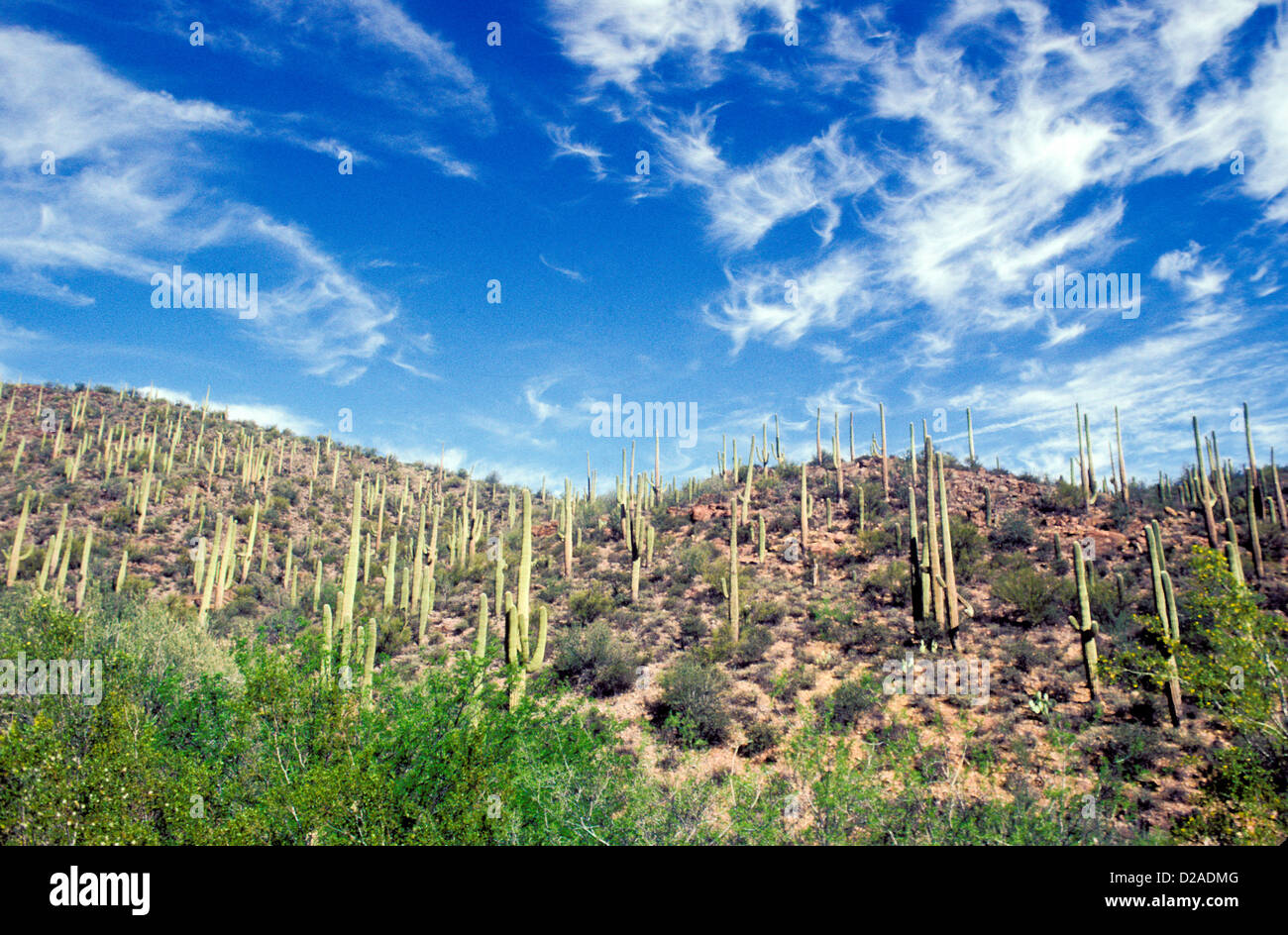 Arizona landscape cacti nature plants cactus succulents landscape color hi-res stock photography ...
