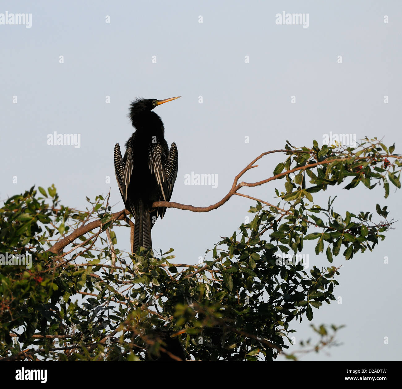 Anhinga (Anhinga anhinga) at the bushes of the Venice Rookery in ...