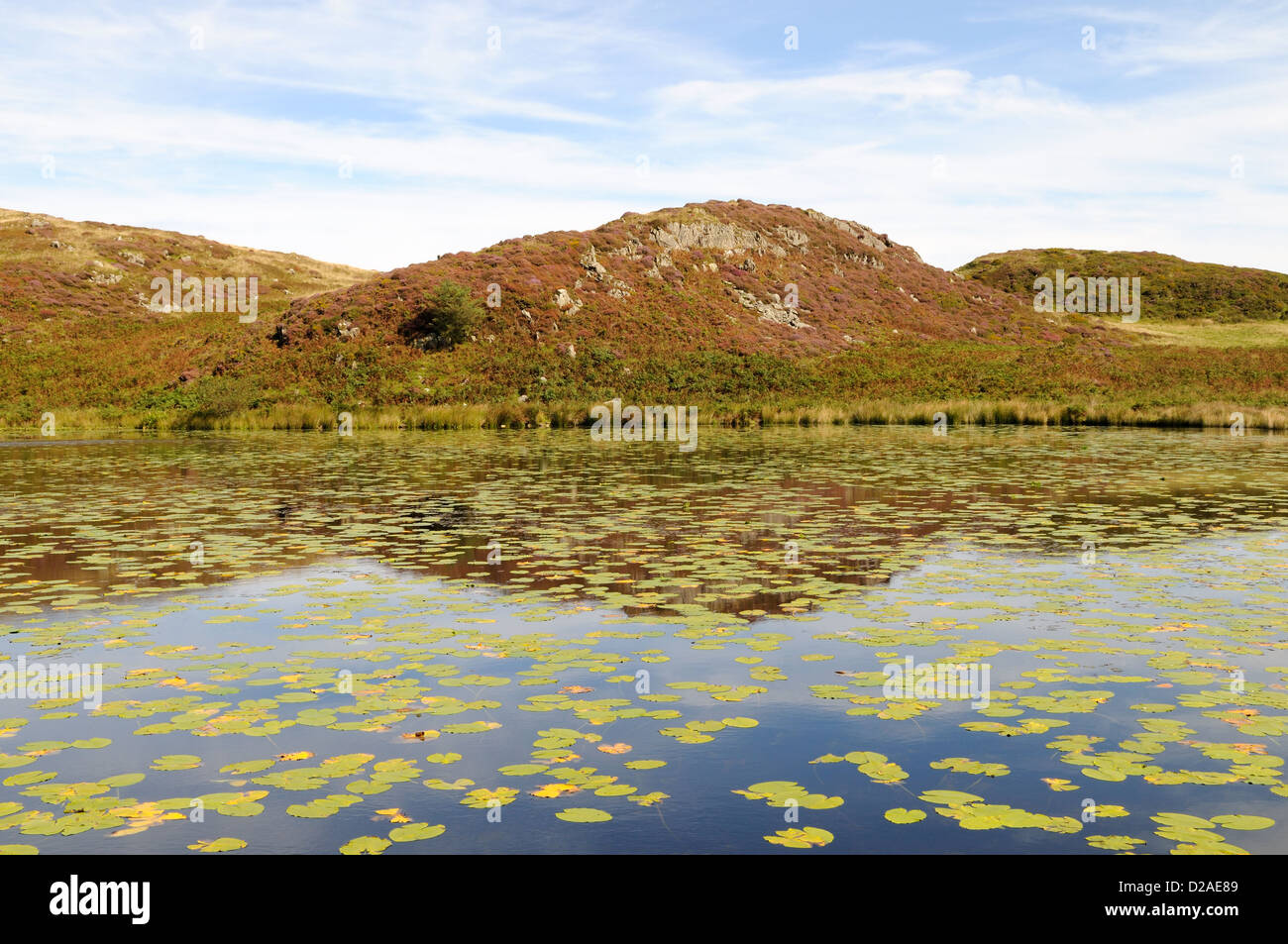 Water lily leaves on Llyn Barfog Aberdovey Gwynedd Wales Cymru UK GB ...