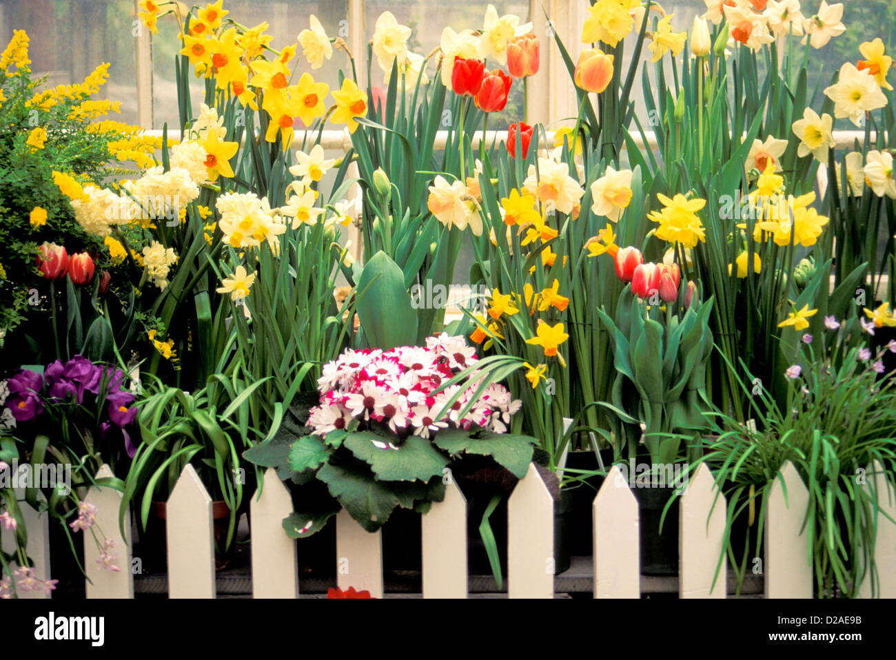 Tulips and other plants hi-res stock photography and images - Alamy
