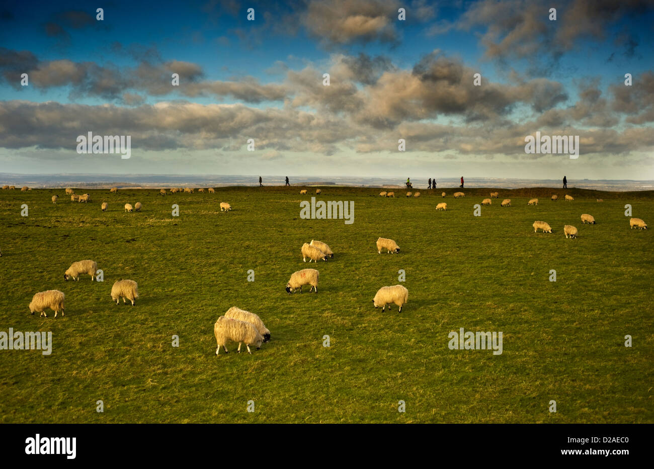 Sheep grazing in the Bronze Age hill fort at Uffington Castle ...