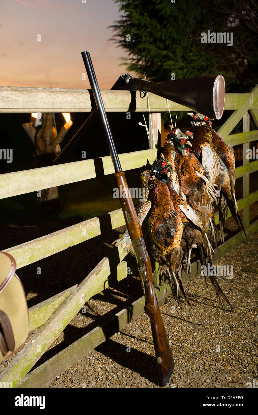 Pheasant on gate hi-res stock photography and images - Alamy