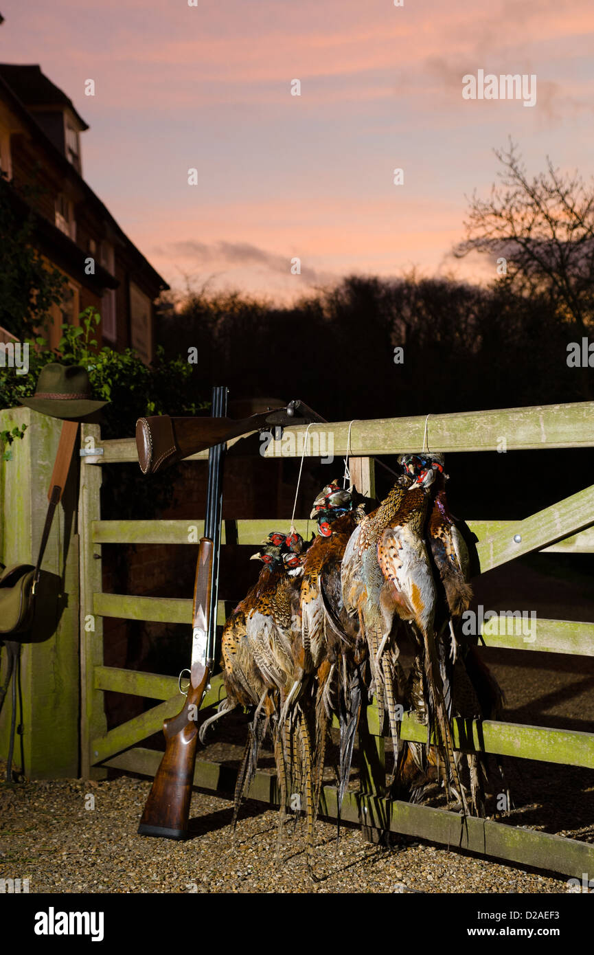 Pheasant carcasses hi-res stock photography and images - Alamy