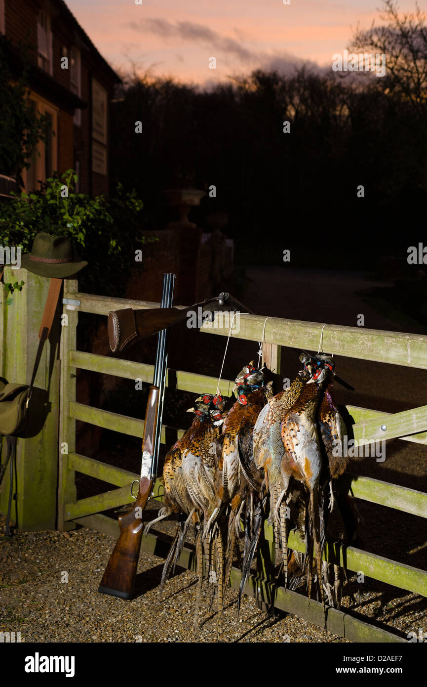 Pheasant on gate hi-res stock photography and images - Alamy