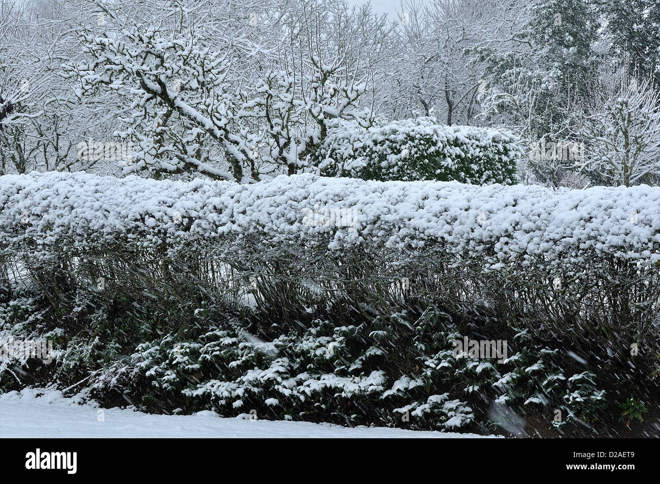 The hedge (Cornus sanguinea) of the garden and the orchard are under ...