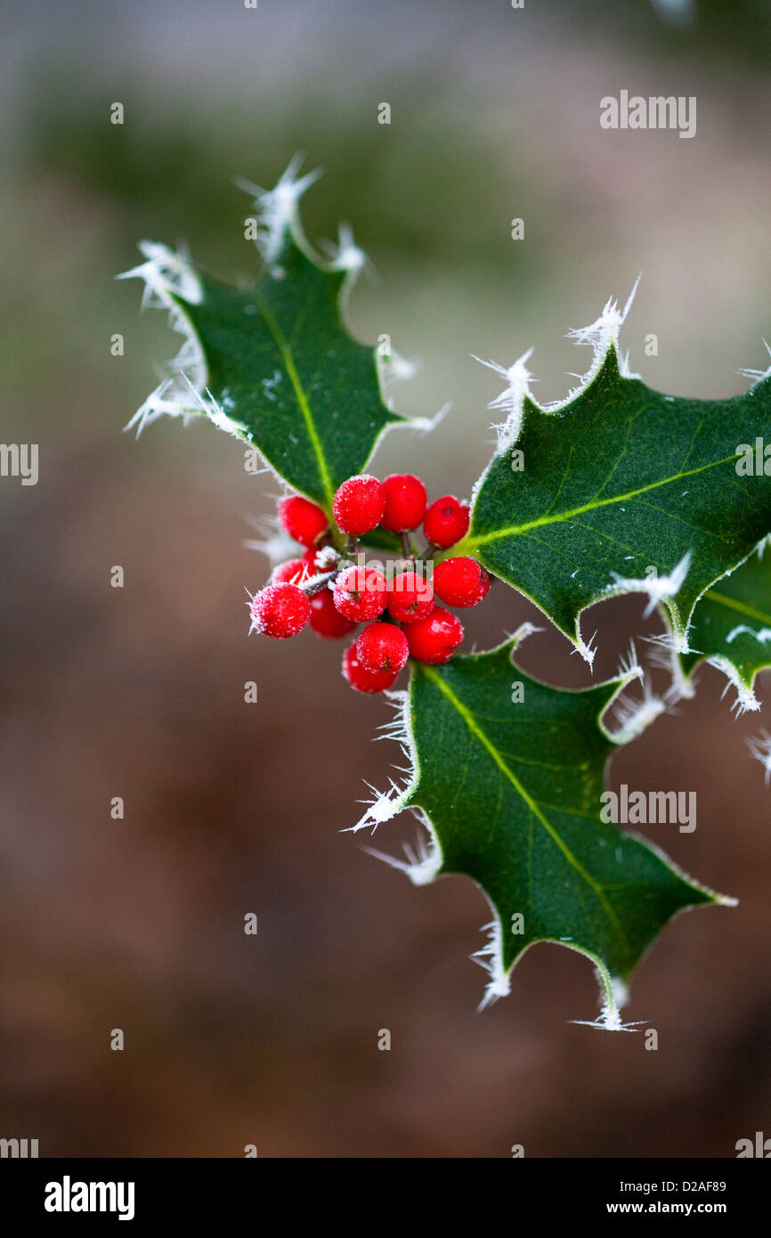 Holly with frost hi-res stock photography and images - Alamy