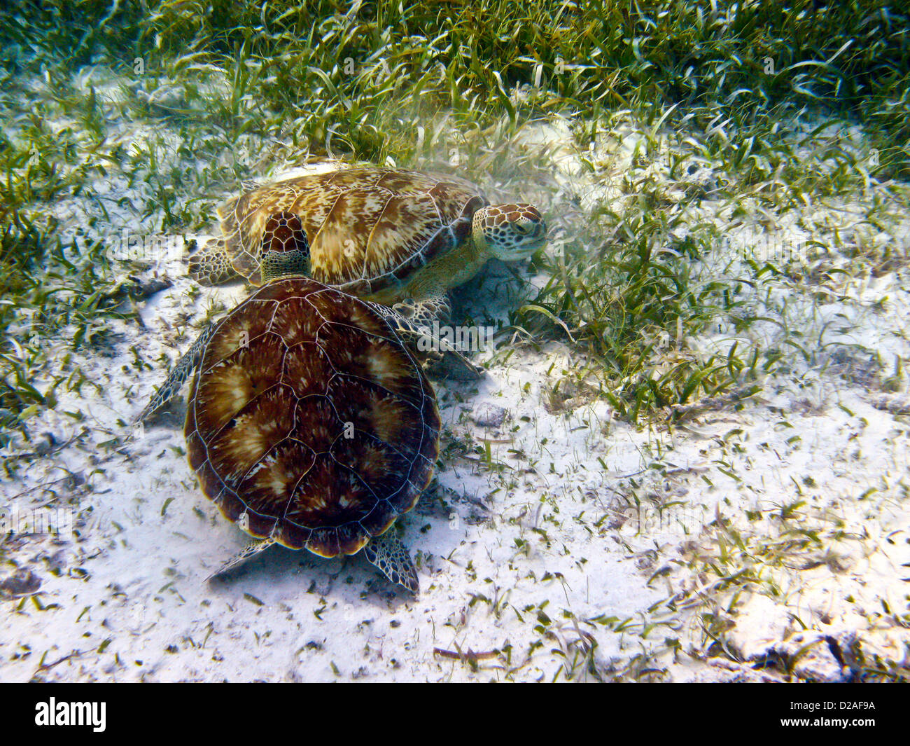 Caye caulker belize marine life hi-res stock photography and images - Alamy