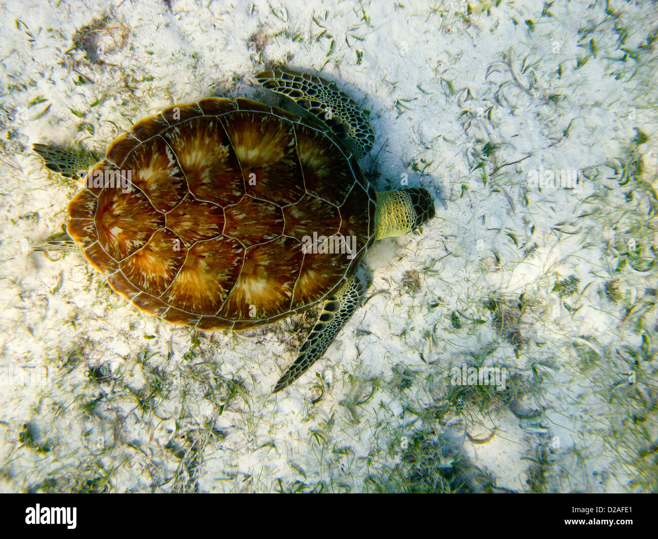 A giant turtle touches the coral reef sand in Belize Stock Photo - Alamy