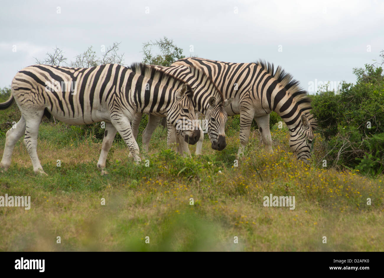 Addo park wildlife hi-res stock photography and images - Alamy
