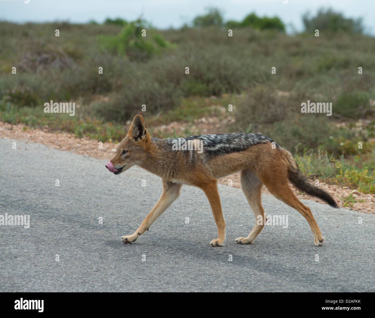 Silver Backed Jackal High Resolution Stock Photography and Images - Alamy