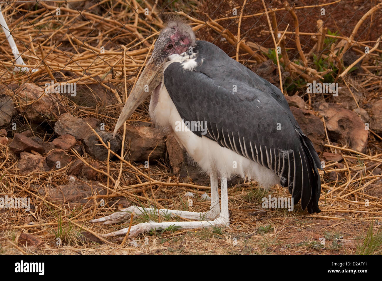 Marabou Stork - a carrion bird Stock Photo - Alamy