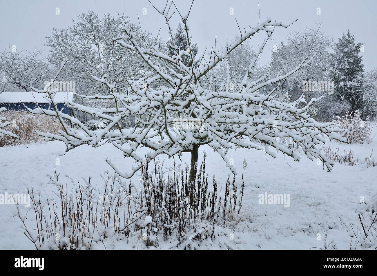 Under the tree covered with snow hi-res stock photography and images ...