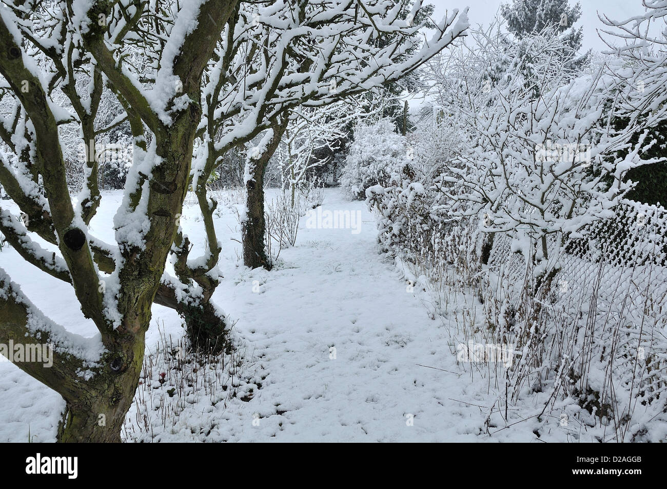 Path of the garden under snow, path edged by fruit trees Stock Photo ...