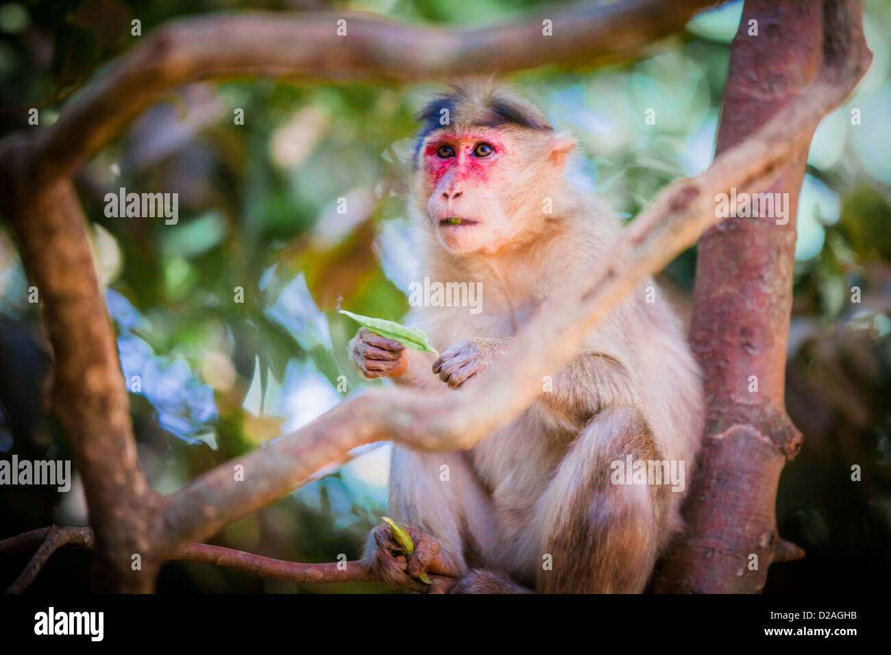 A monkey in a tree in Goa, India Stock Photo - Alamy