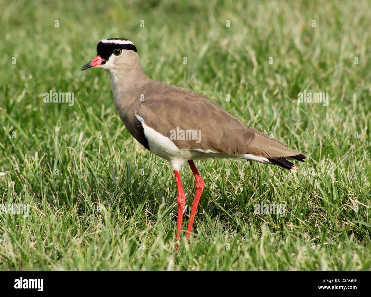 Kiewiet Crowned Lapwing High Resolution Stock Photography and Images ...