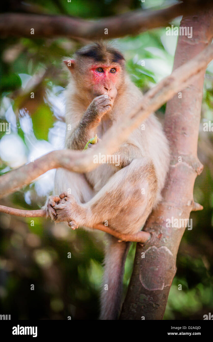 Monkey swinging tree hi-res stock photography and images - Alamy
