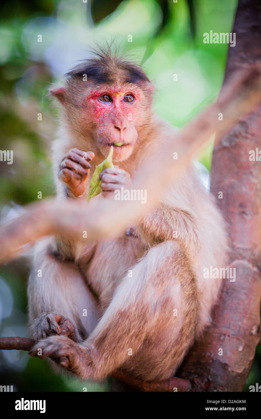 Monkey Eating Leaf High Resolution Stock Photography and Images - Alamy