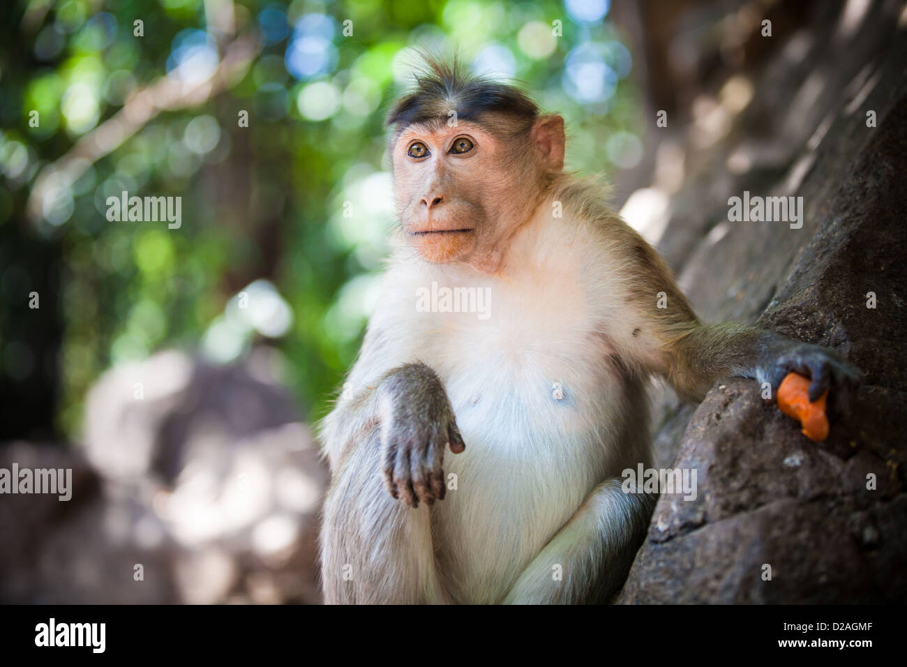 Monkey india goa hi-res stock photography and images - Alamy
