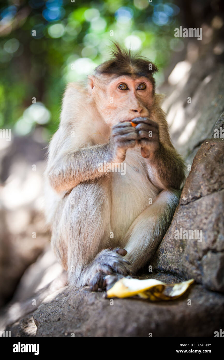 Monkey banana hi-res stock photography and images - Alamy