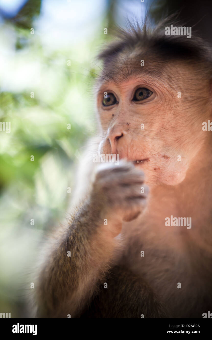 Monkey india goa hi-res stock photography and images - Alamy