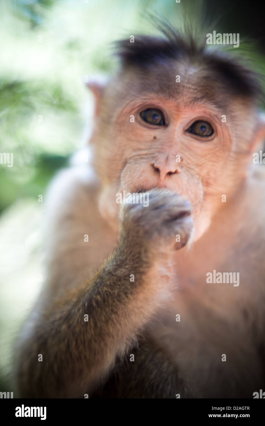 A monkey in Goa, India Stock Photo - Alamy