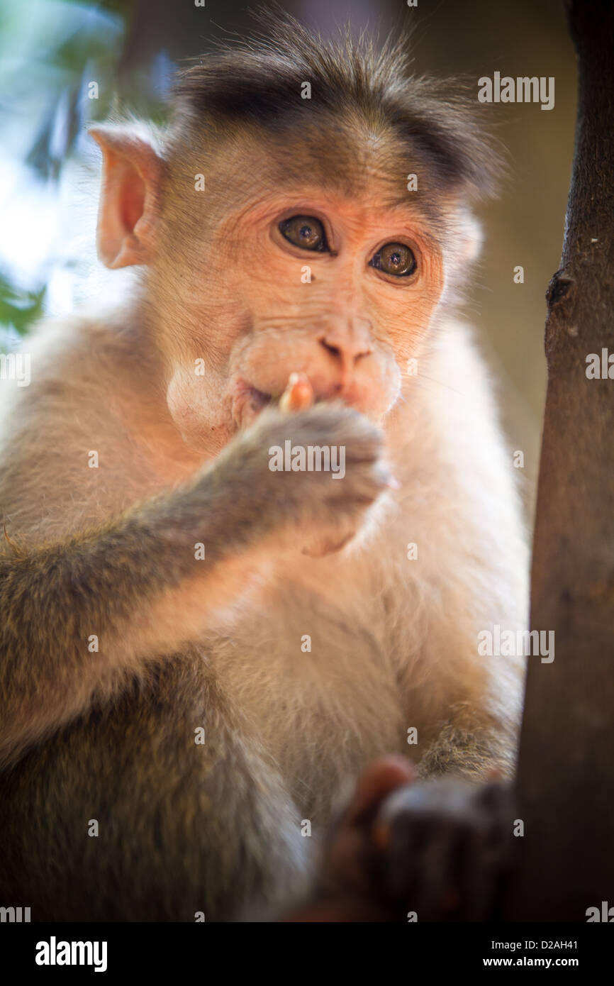 A monkey eating in Goa, India Stock Photo - Alamy